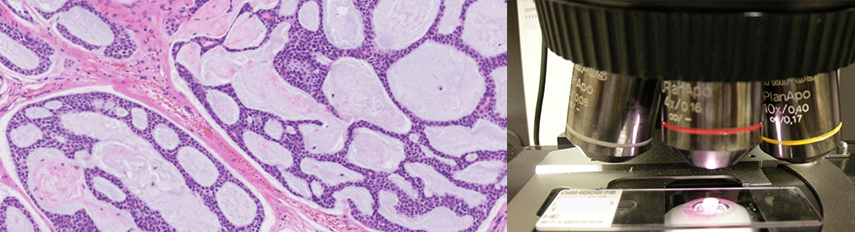 ｜Kobe University Graduate School of Medicine / School of Medicine